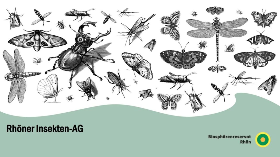 Insekten AG bestimmen und Schützen – Rhöner Gartenfreunde