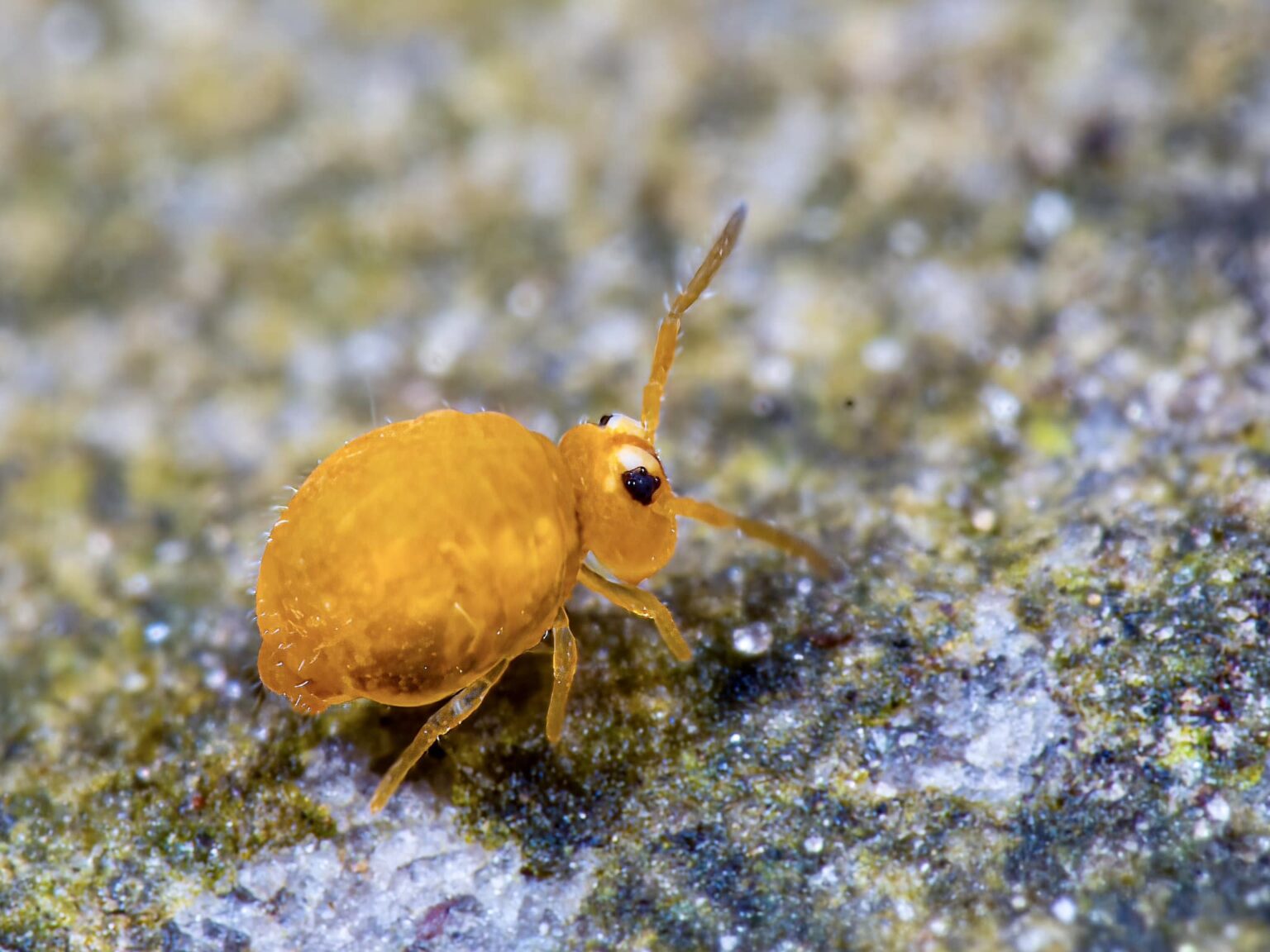 Springschwänze: Die kleinen Helden im Boden – Rhöner Gartenfreunde