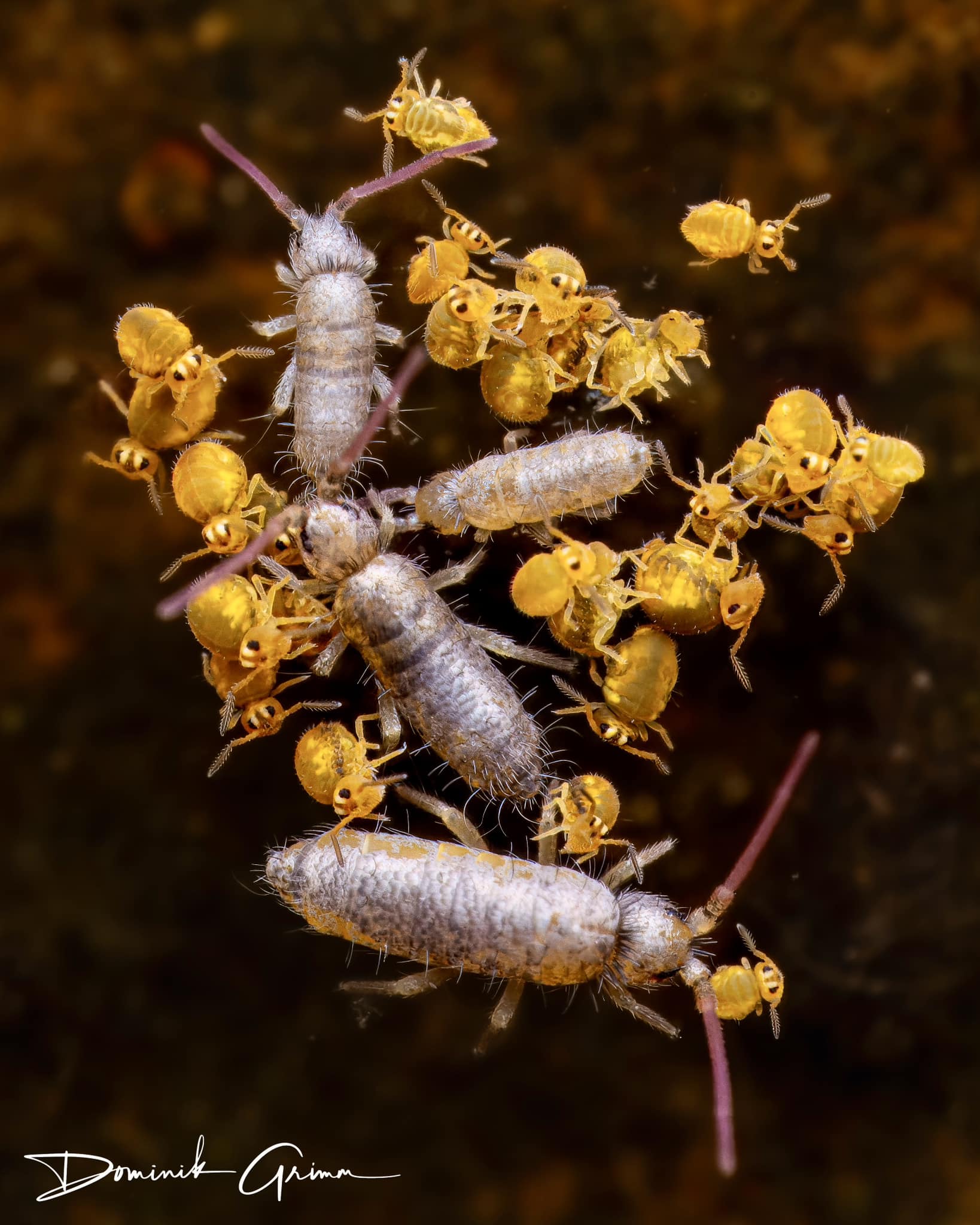Springschwänze: Die kleinen Helden im Boden – Rhöner Gartenfreunde