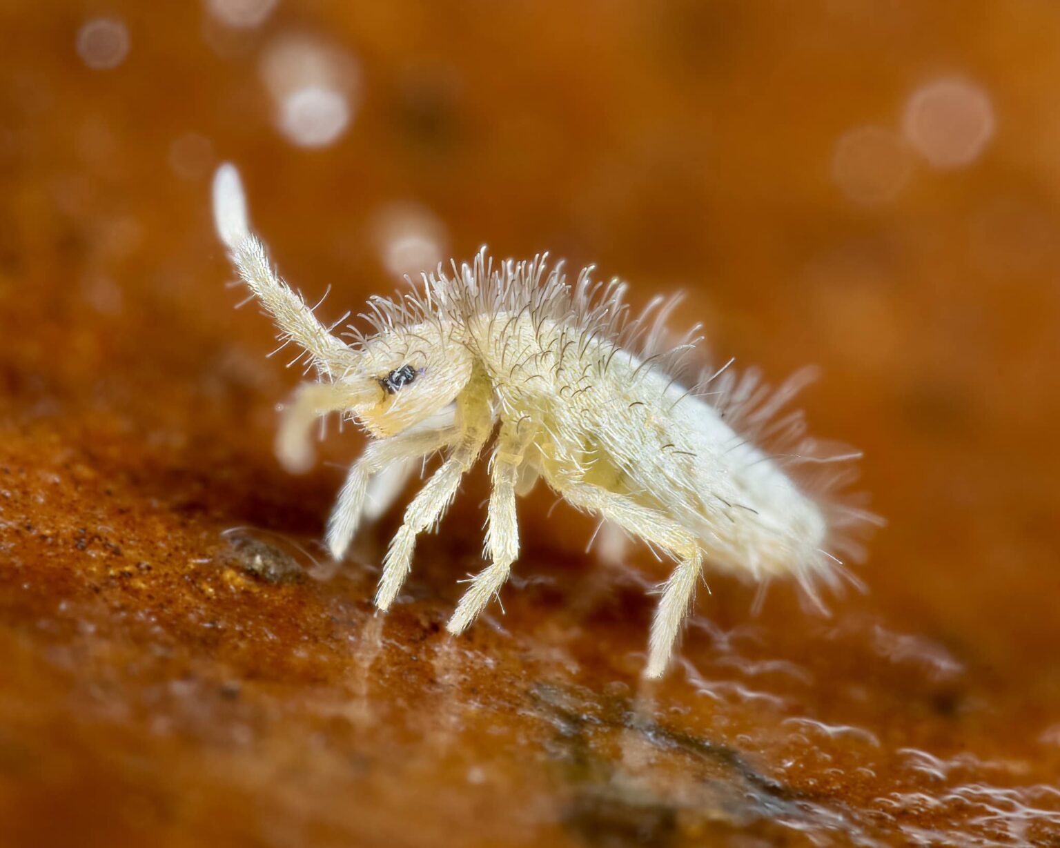 Springschwänze: Die kleinen Helden im Boden – Rhöner Gartenfreunde