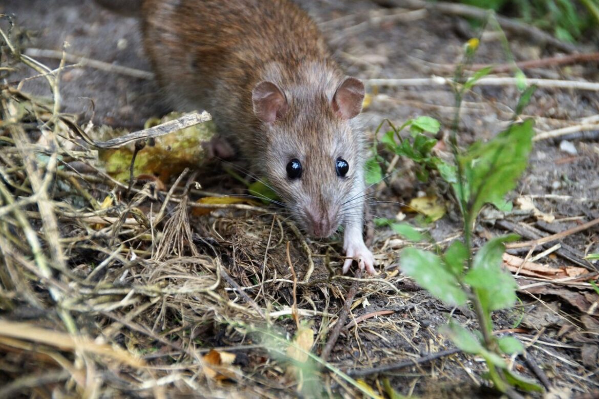 Elegantes Wanderratte Im Garten Bild